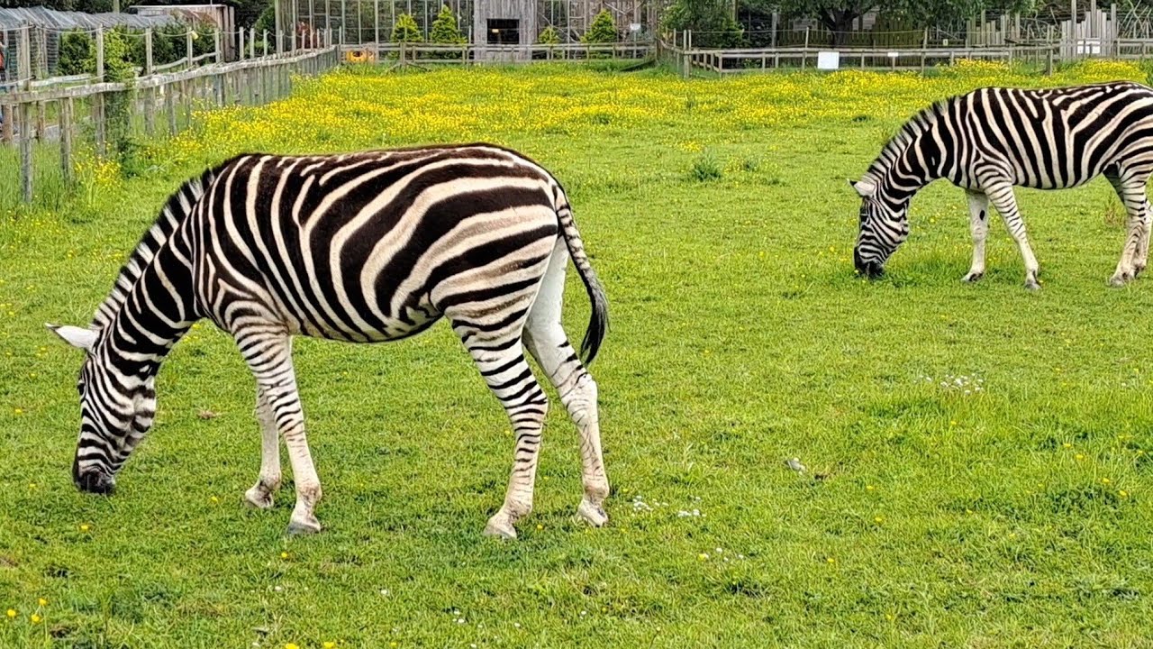 Two Zebras and a tantrum - YouTube