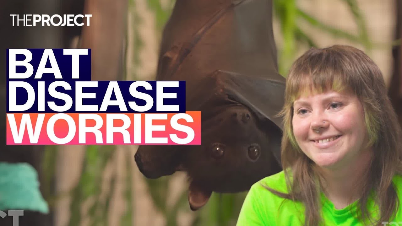 The Bat Illness Crisis Destroying Australia's Wildlife - YouTube