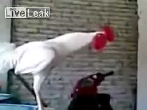 Bu Horoz Ötmüyor Kahkaha Atıyor :D