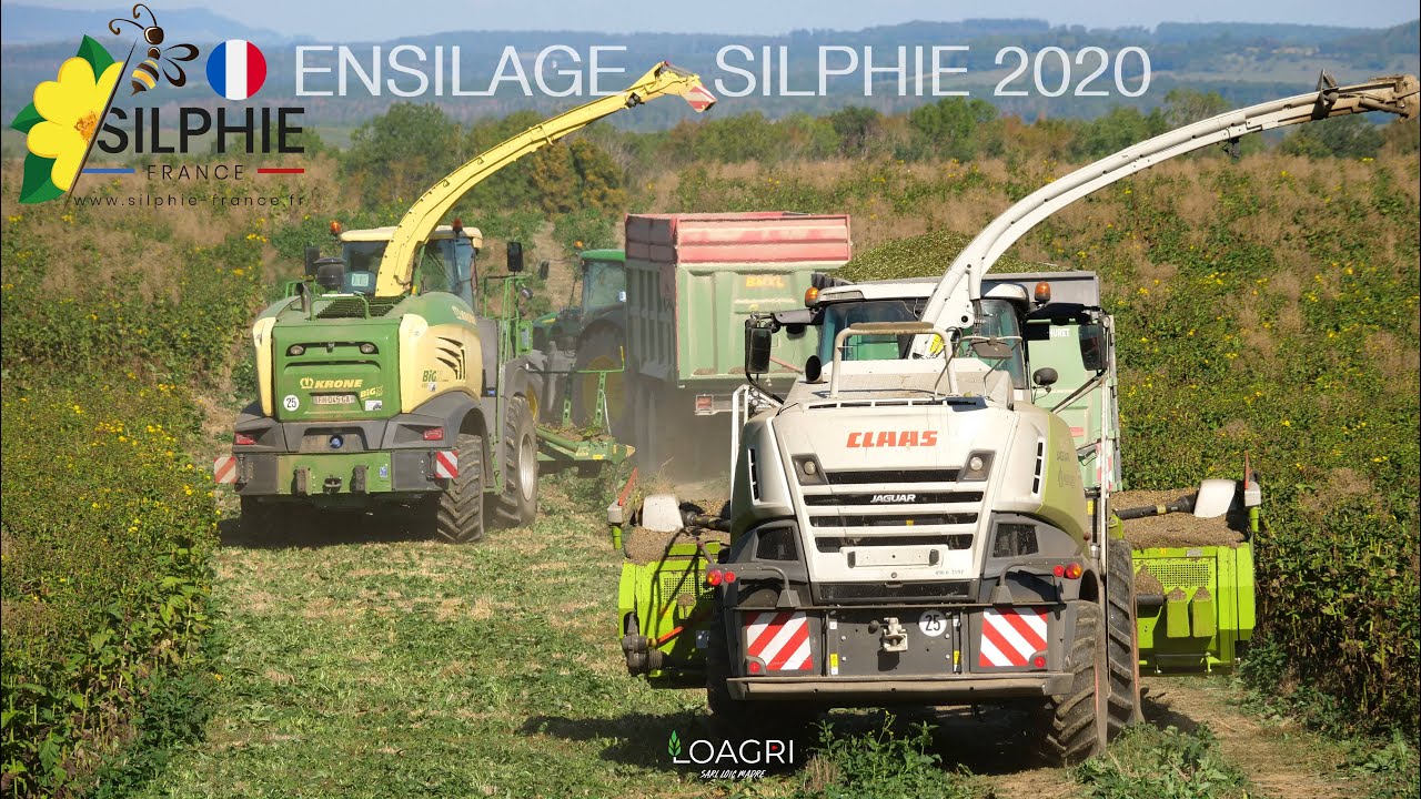 🐮 ENSILAGE DE SILPHIE 2020 : Culture si PROMETTEUSE ! 🌼 - YouTube