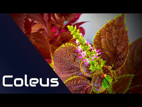 Coleus Ciceklenme Yaprak Guzeli