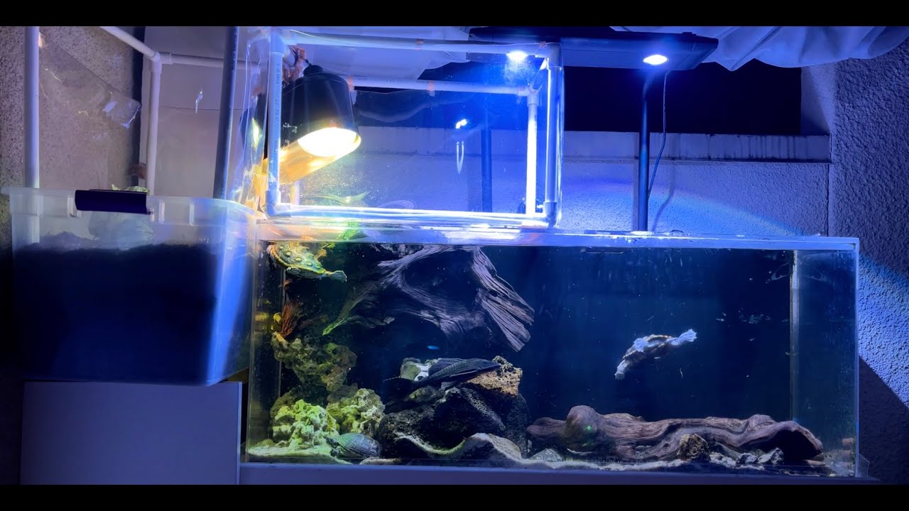 75 Gallon Turtle Tank with Above Tank Basking and Breeding/Nesting Area ...