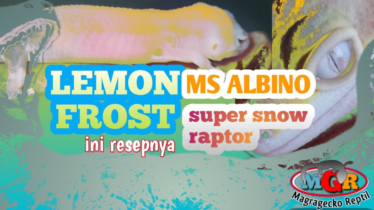 2 #Morphs cetak Lemon Frost Super Snow raptor || Leopard gecko mahal ...