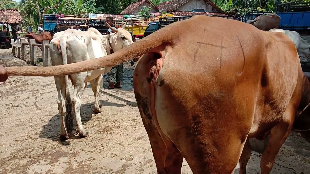 ANEH!!!! sapi memiliki dua kelamin - YouTube