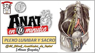 Anatomía del Plexo Lumbar y Sacro - PROYECTO ANATO EN 1... | Doovi