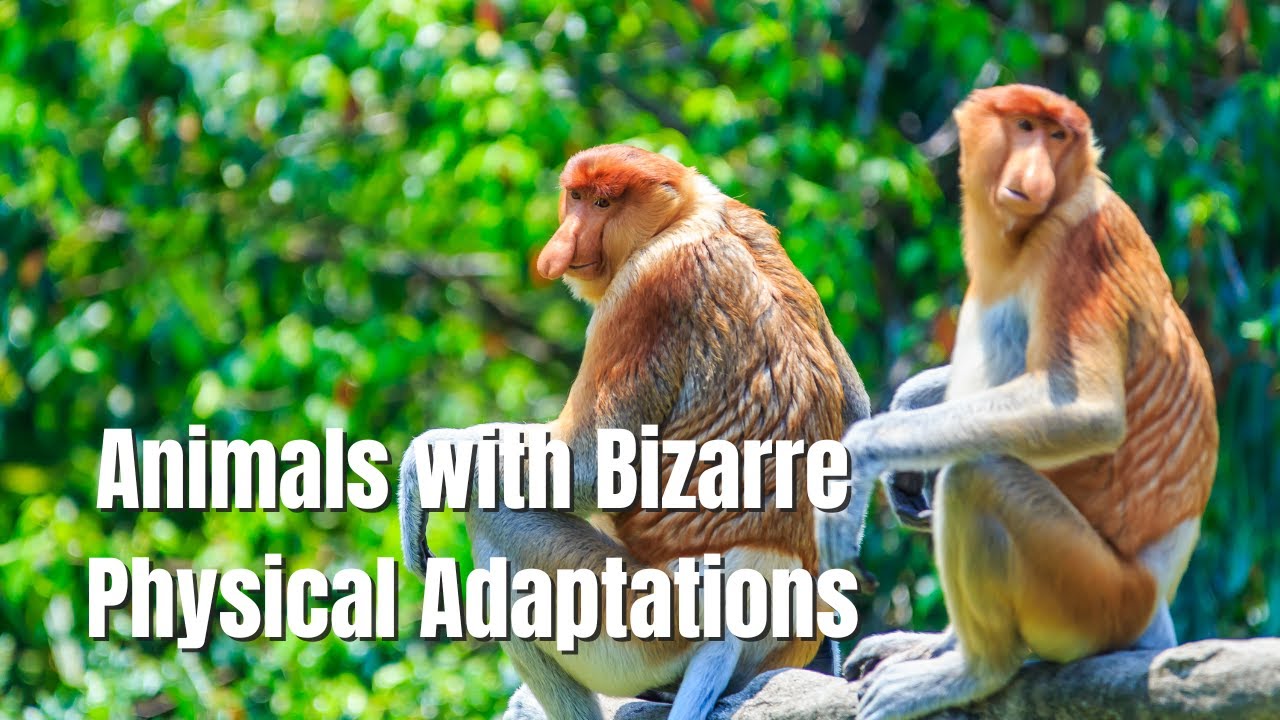 Incredible Animal Adaptations That Help Them Thrive! - YouTube