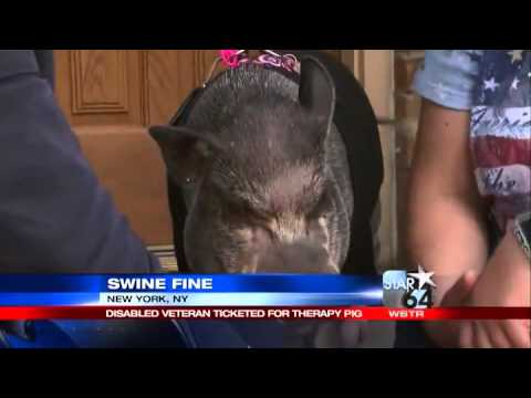 NY woman cited for therapy pig
