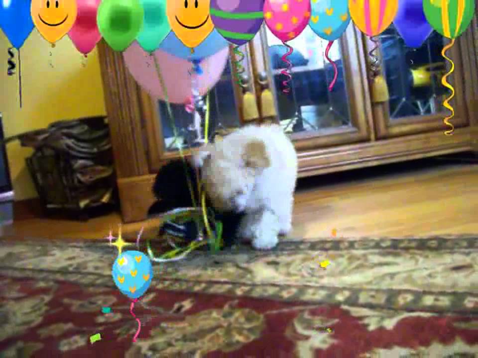 The Balloon Romp - YouTube