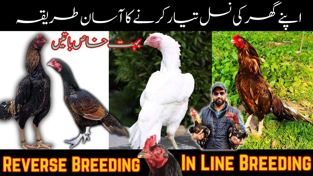 In Breeding & Reverse Breeding Complete Process | Breeding expert tips ...