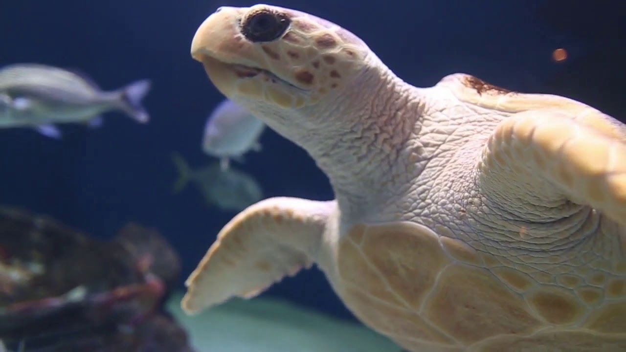 Fish Tank Episode 1: Hello, My Name Is Lynette - YouTube