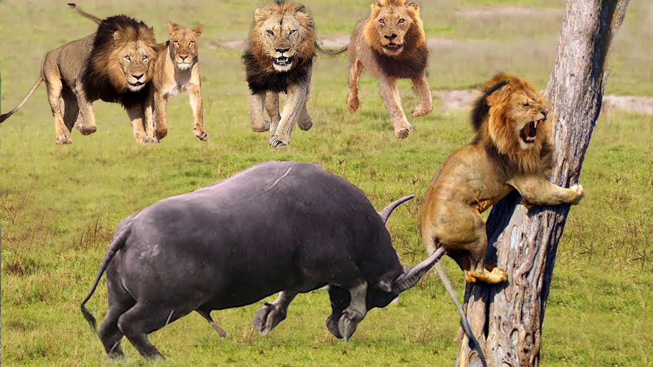 OMG! Herd Buffalo Fierce Attack & Kill Lion For Awake It From Nice ...