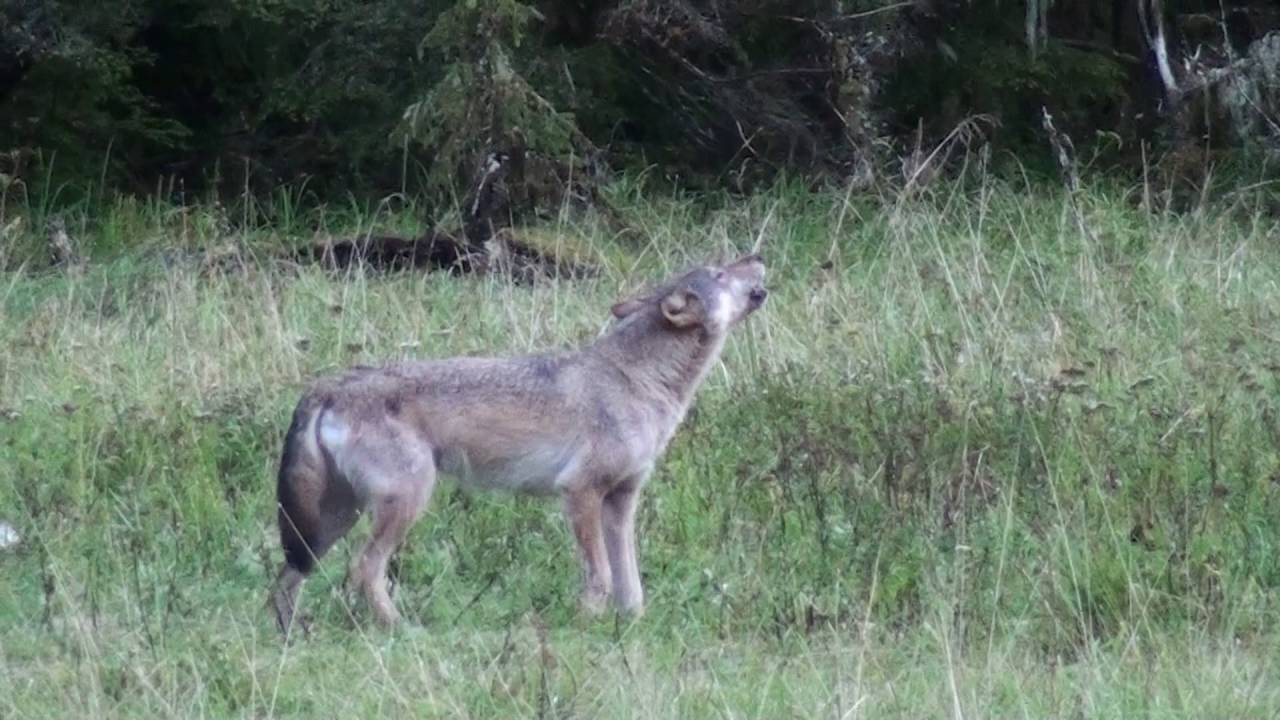 Wolves Howling in the Great Bear Rainforest - YouTube