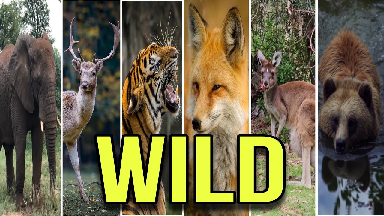 Wild Animals in HD: A Nature Documentary for Kids - YouTube