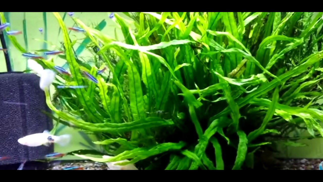 Musgo de java cuidados básicos - YouTube