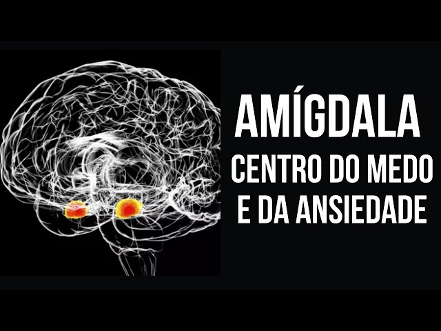 Localizacao Da Amigdala No Cerebro