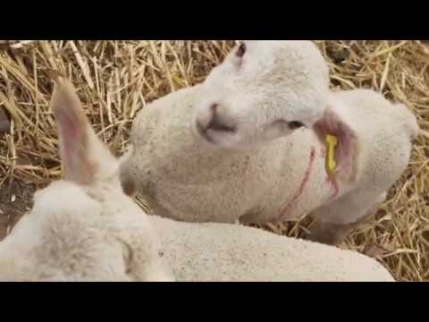 Lambing weekends at Reaseheath College - YouTube