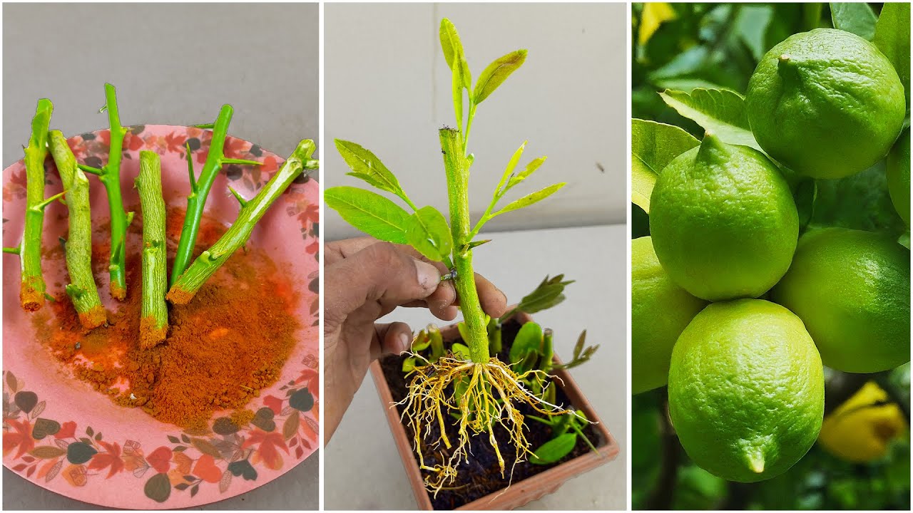 How to propagate lemon tree from cuttings || lemon tree cuttings easy ...
