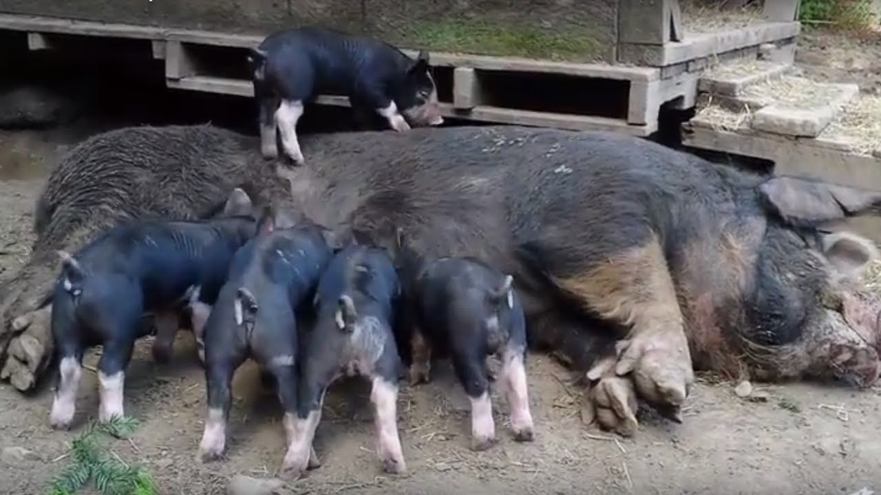 Two important structures you need on your Homestead / Pig update - YouTube
