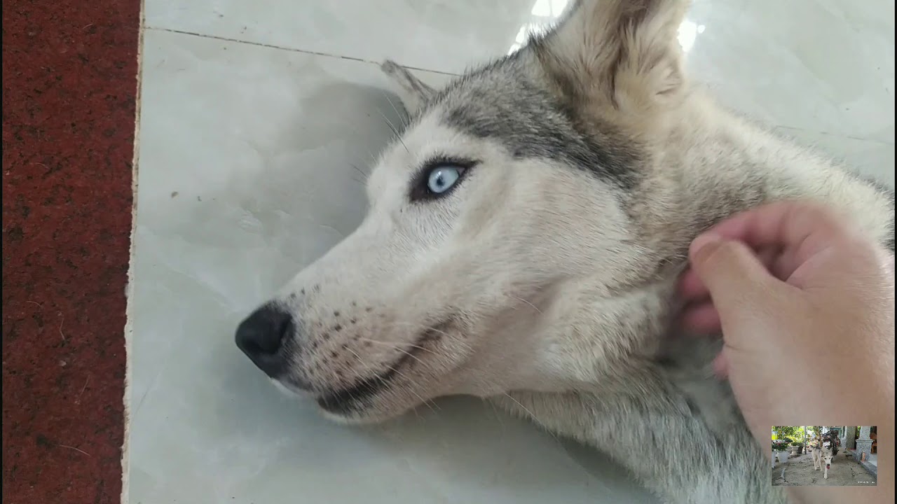 Cách nhận biết husky mang thai sau phối| How to identify a pregnant ...