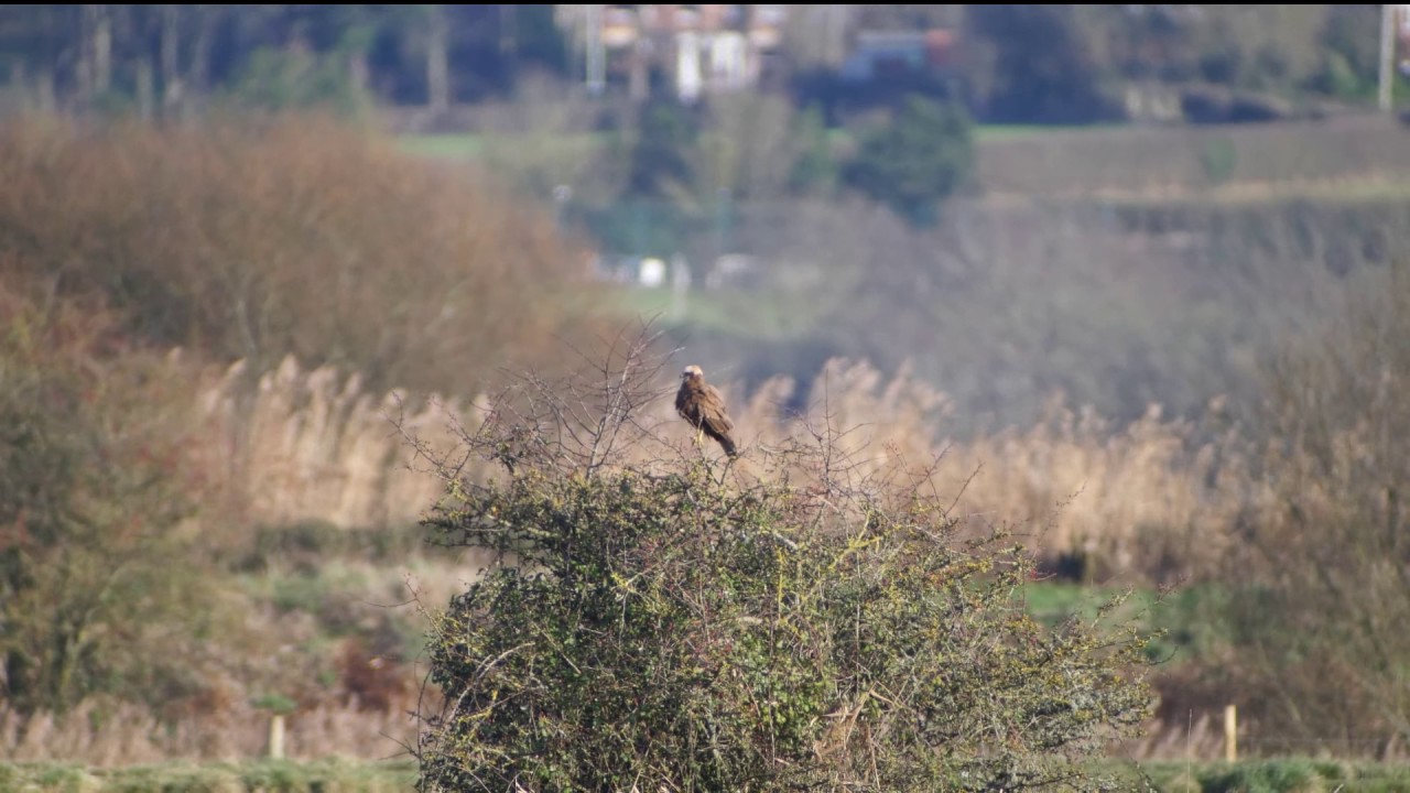 Marsh Harrier - Exminster Marsh 03/01/2017 - YouTube