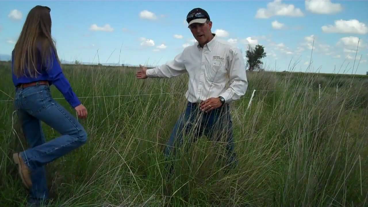 Pasture Management - Knowing when it's time to move the animals - YouTube