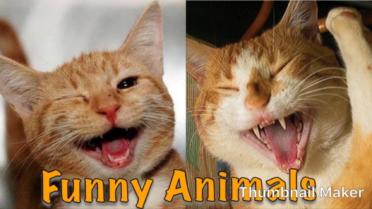 Funny animals | Hindi dubbed | Talking Animals | Chetan Sehgal Vines ...