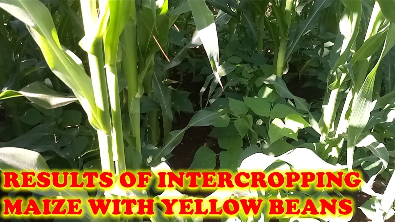 Results of inter cropping Maize with Yellow Beans - YouTube