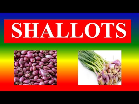 Understanding the Varieties of Shallots - The Kitchen Community