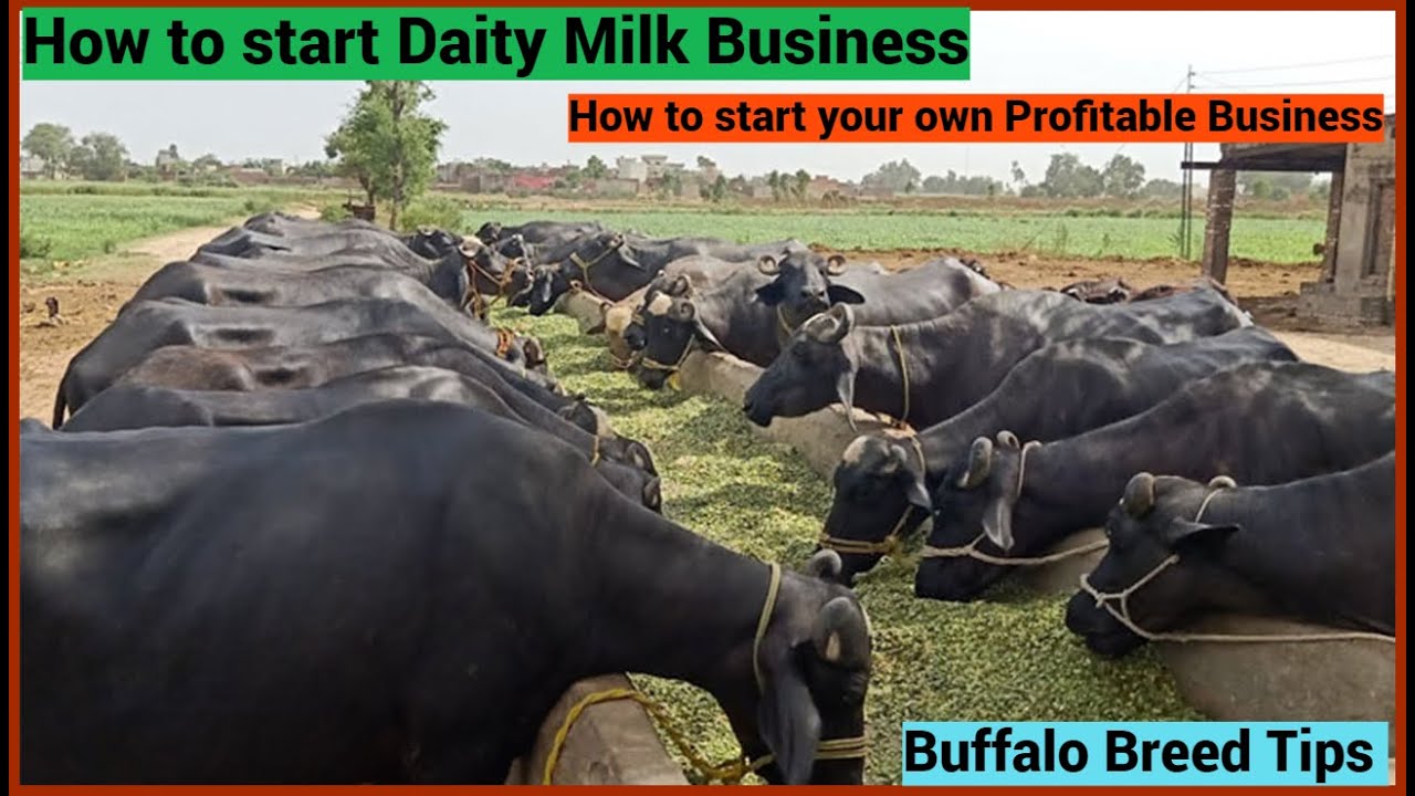 How to start your own business of buffalo | How to keep buffalo cool in ...