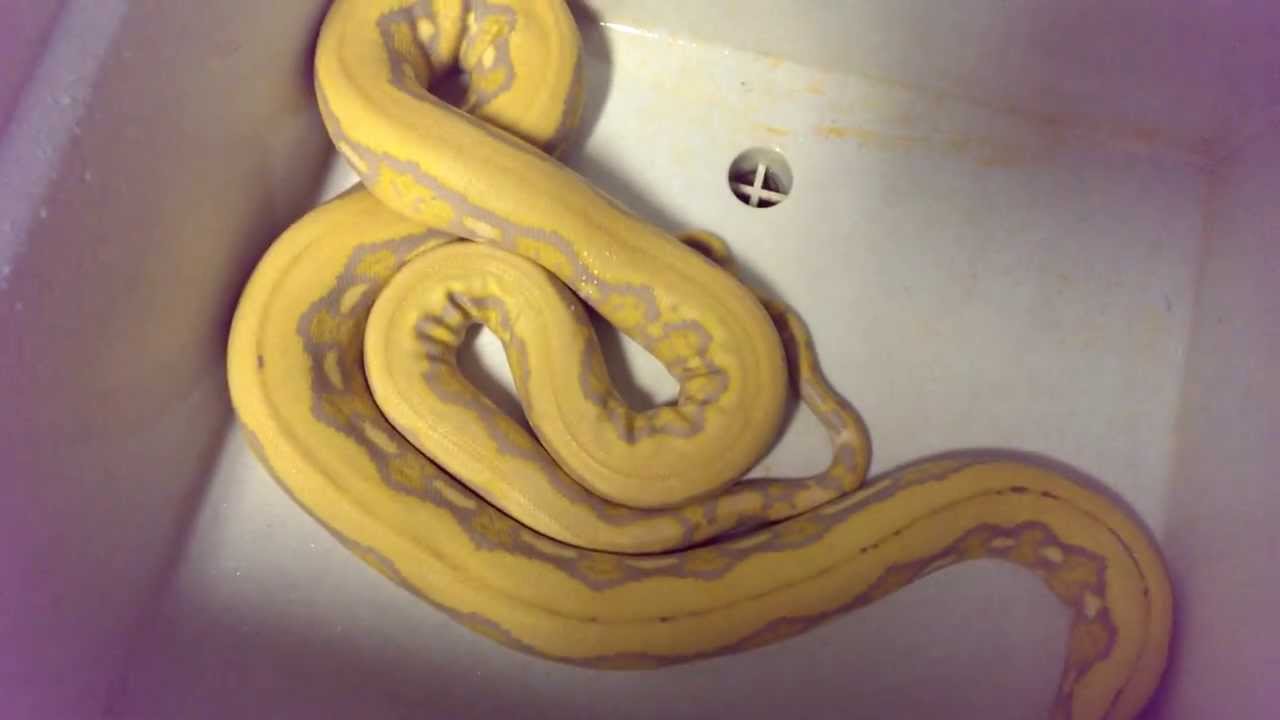 purple tiger retic at 1yr 8 months 1 of 2 - YouTube