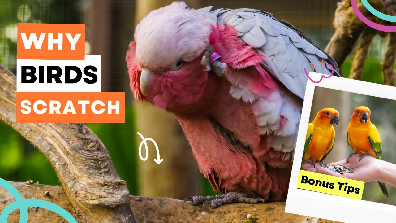 7 Reasons Birds Scratch Themselves - YouTube