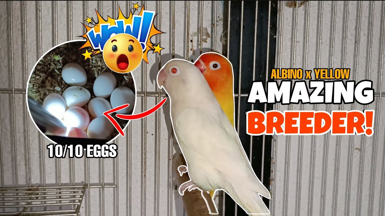 10 EGGS FERTILE? AMAZING BREEDER | KANO AVIARY - YouTube