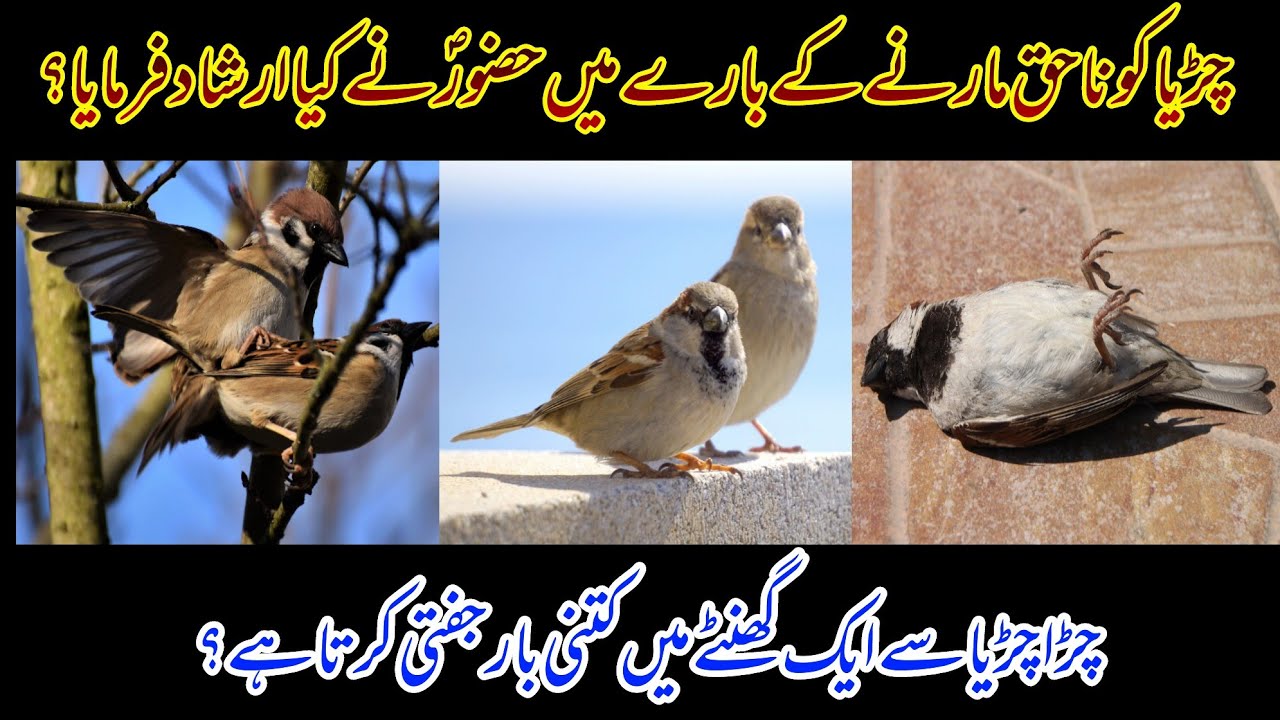 Facts about sparrows 2023 | How many times does a bird mate in an hour ...