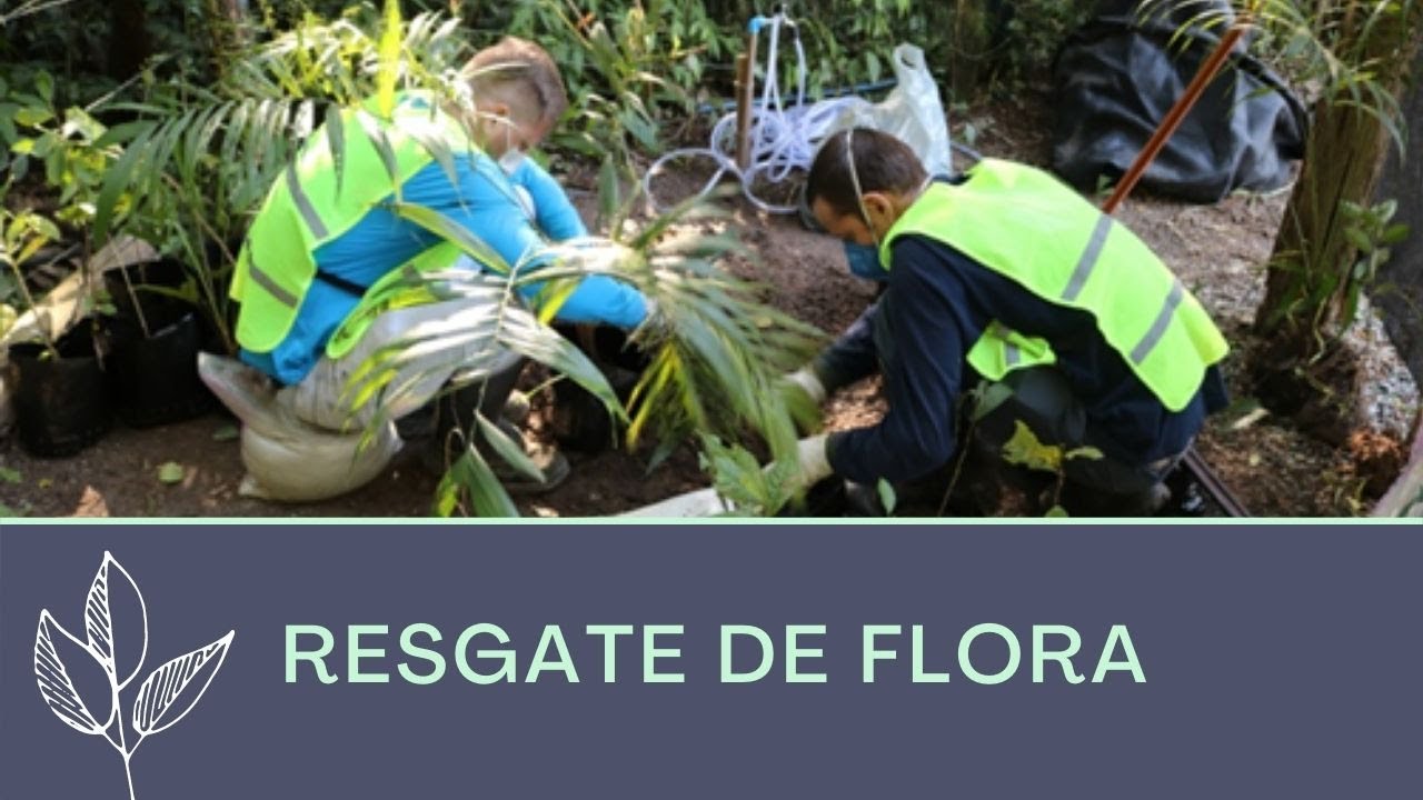 RESGATE DE FLORA - O QUE É E PARA QUE SERVE? - YouTube