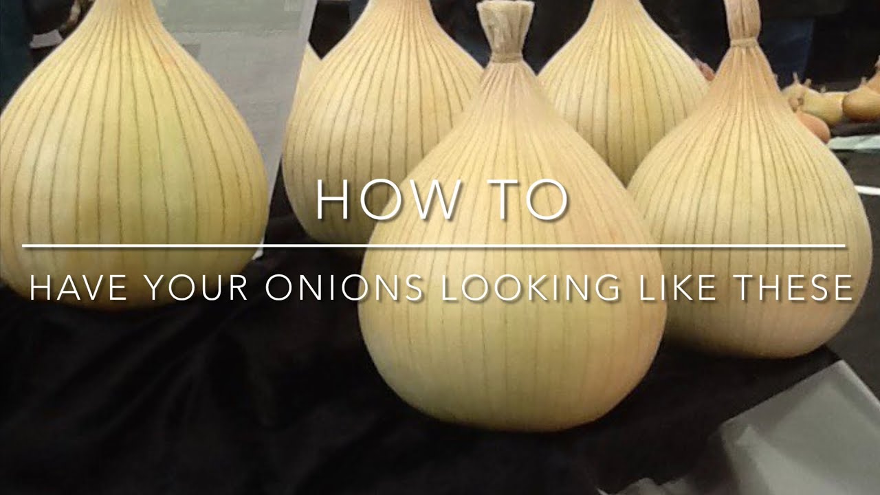 How to - turn your onions into exhibition onions / Tiny Veg Plot - YouTube