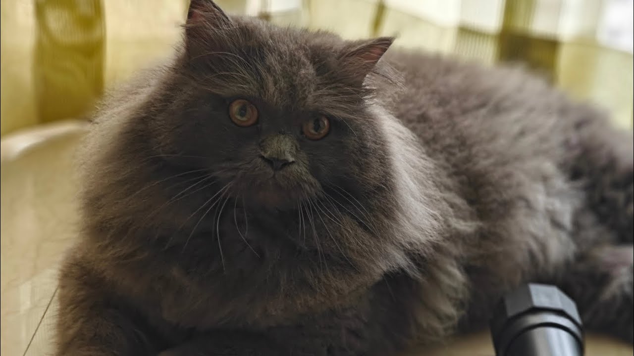 Basic Grooming Show Quality Cat 🐈😺 { Nail Cut , Paw Hair , Sanitary ...
