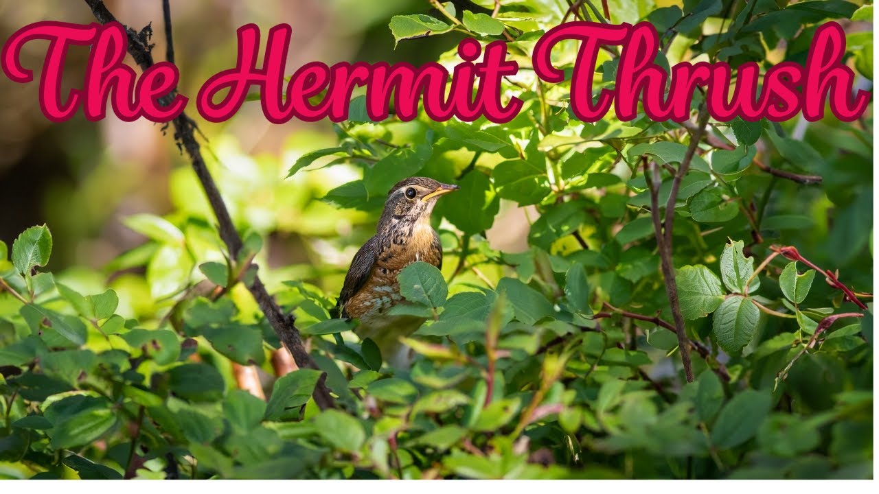 How the Hermit Thrush Cheated to Get the Best Song - YouTube