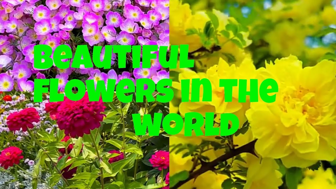 FLOWERS CAN DANCE🌸🌹|Time lapse video | The most beautiful flowers - YouTube