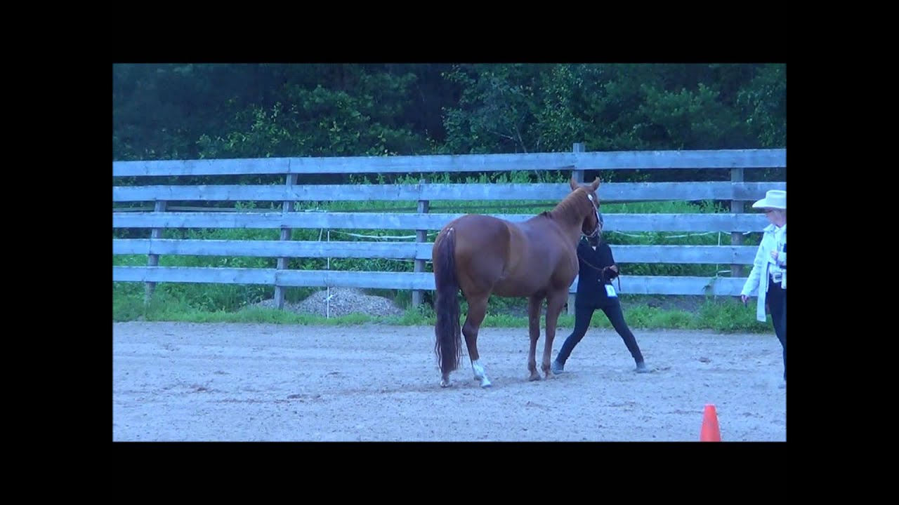 Showmanship at halter 29.6.2013 - YouTube