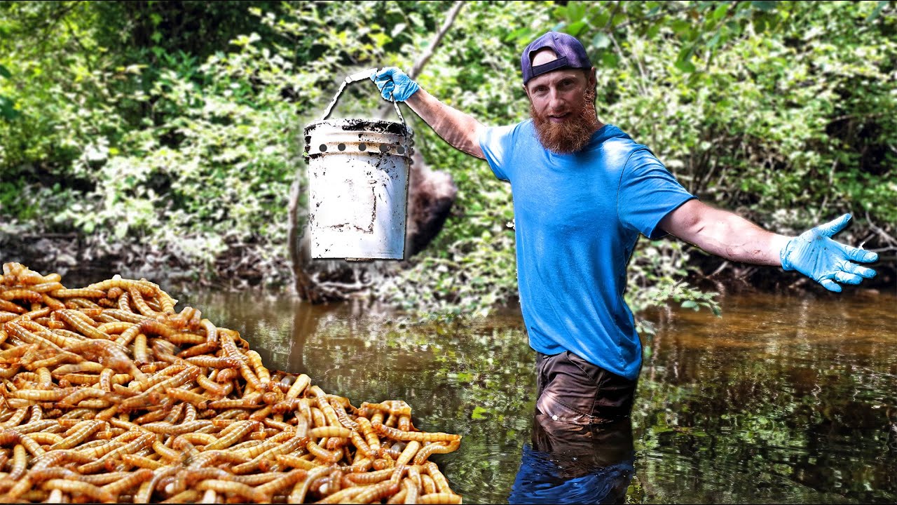 Breeding Maggots in a Tree - 5 Weeks Later ('Fish Vending Machine ...