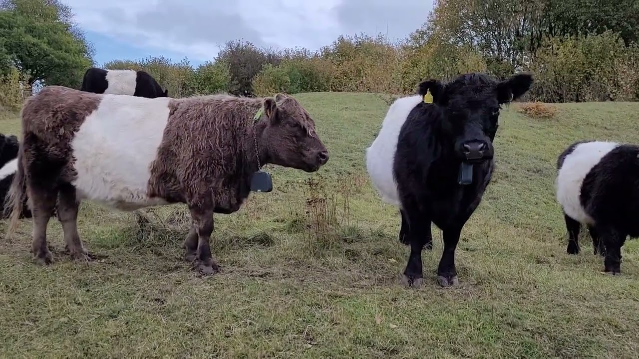 Barrow Wake car park with strange cows onsite 22nd of October 2022 ...