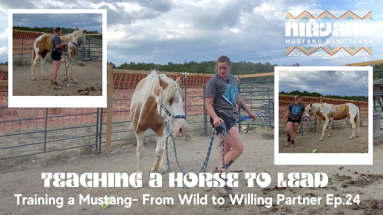 Teaching a Horse to Lead: Training a Mustang- From Wild to Willing ...
