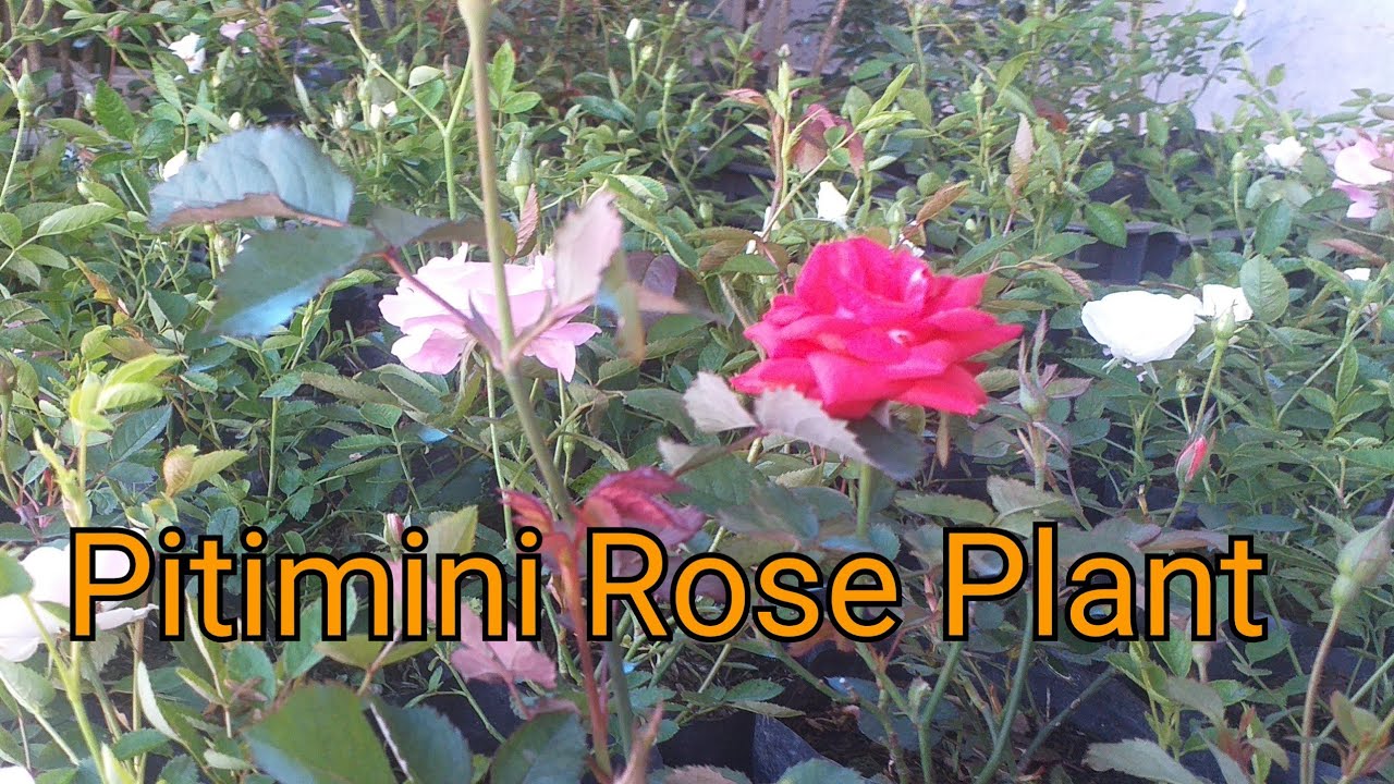 Pitimini Rose Plant - YouTube