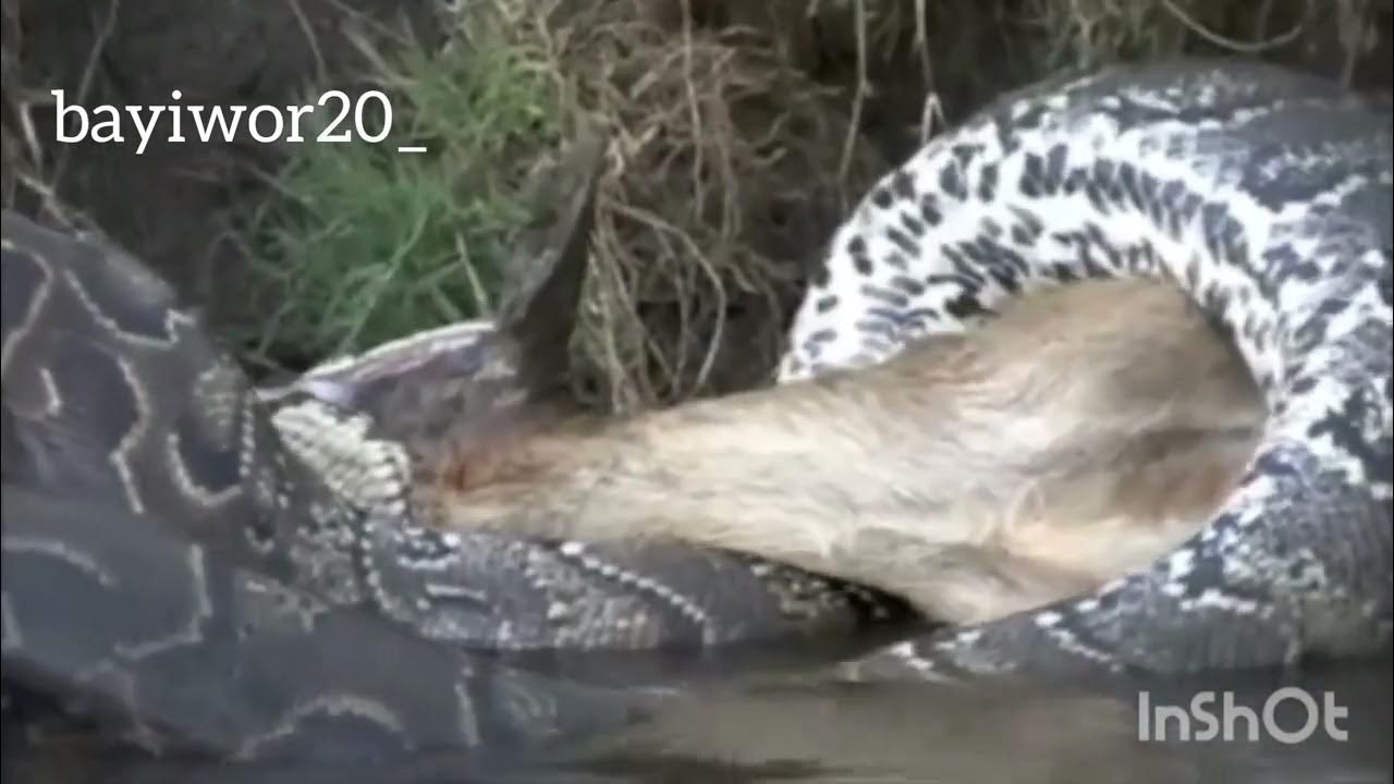 huge python swallowing a sharp horn deer - YouTube