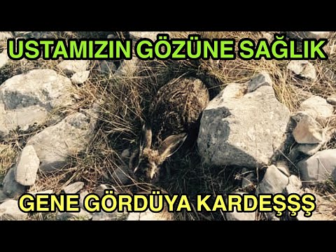 YATAKTA 🛌 TAVŞAN 🐇  ( Rabbit hunting- охота на кроликов)