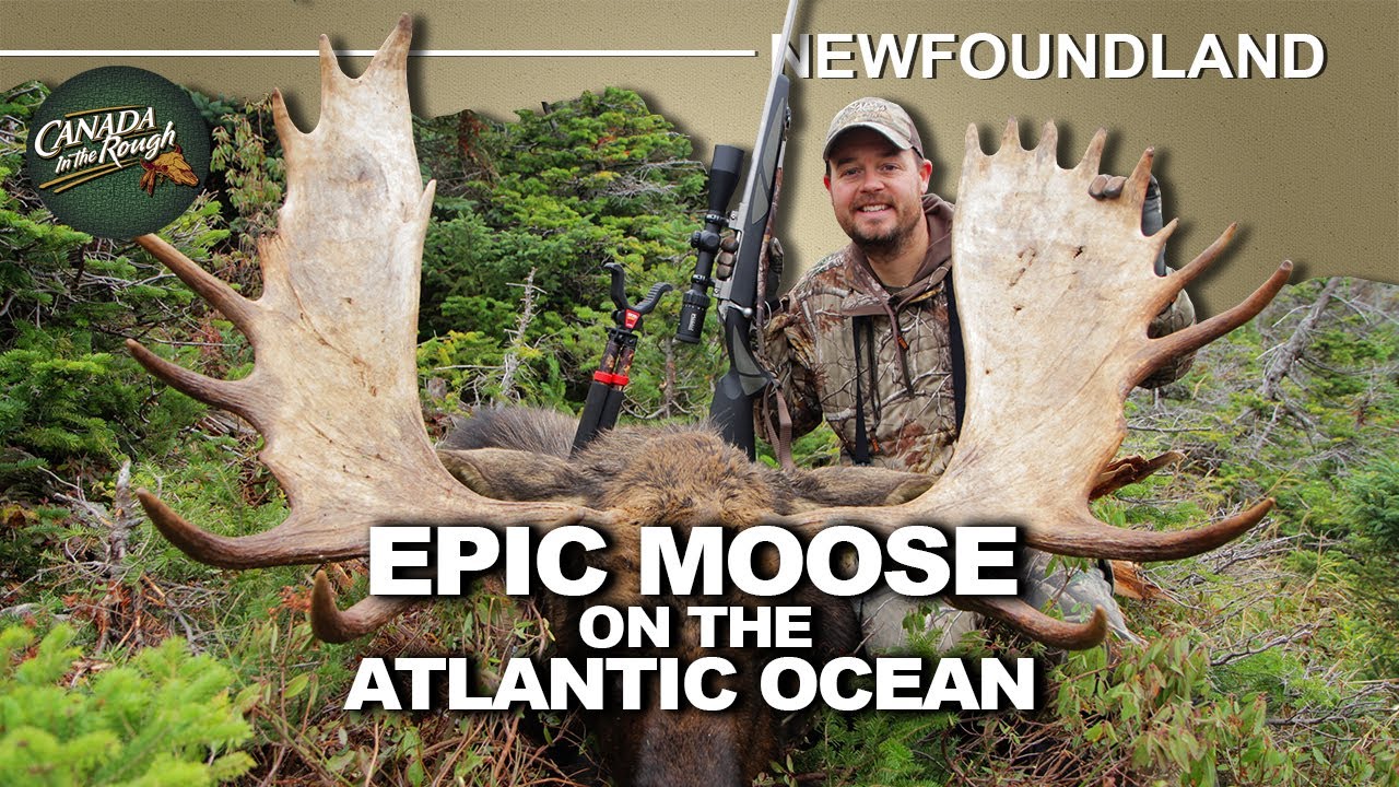 Remote Atlantic Ocean Hunt for Moose in Newfoundland | Canada in the ...