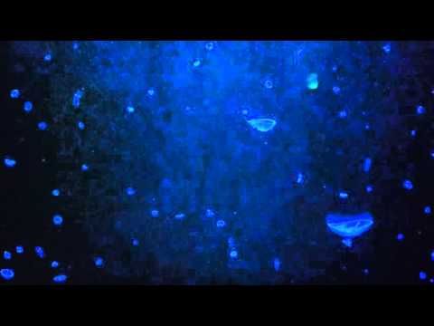 Unborn's Lullaby (Myuuji cover) - YouTube