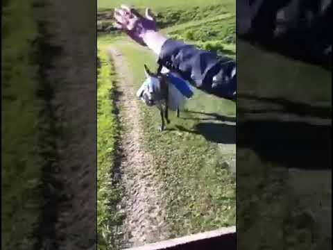 Eşşek gibi Anırıp Eşşeğide Anırtan Adam 😂