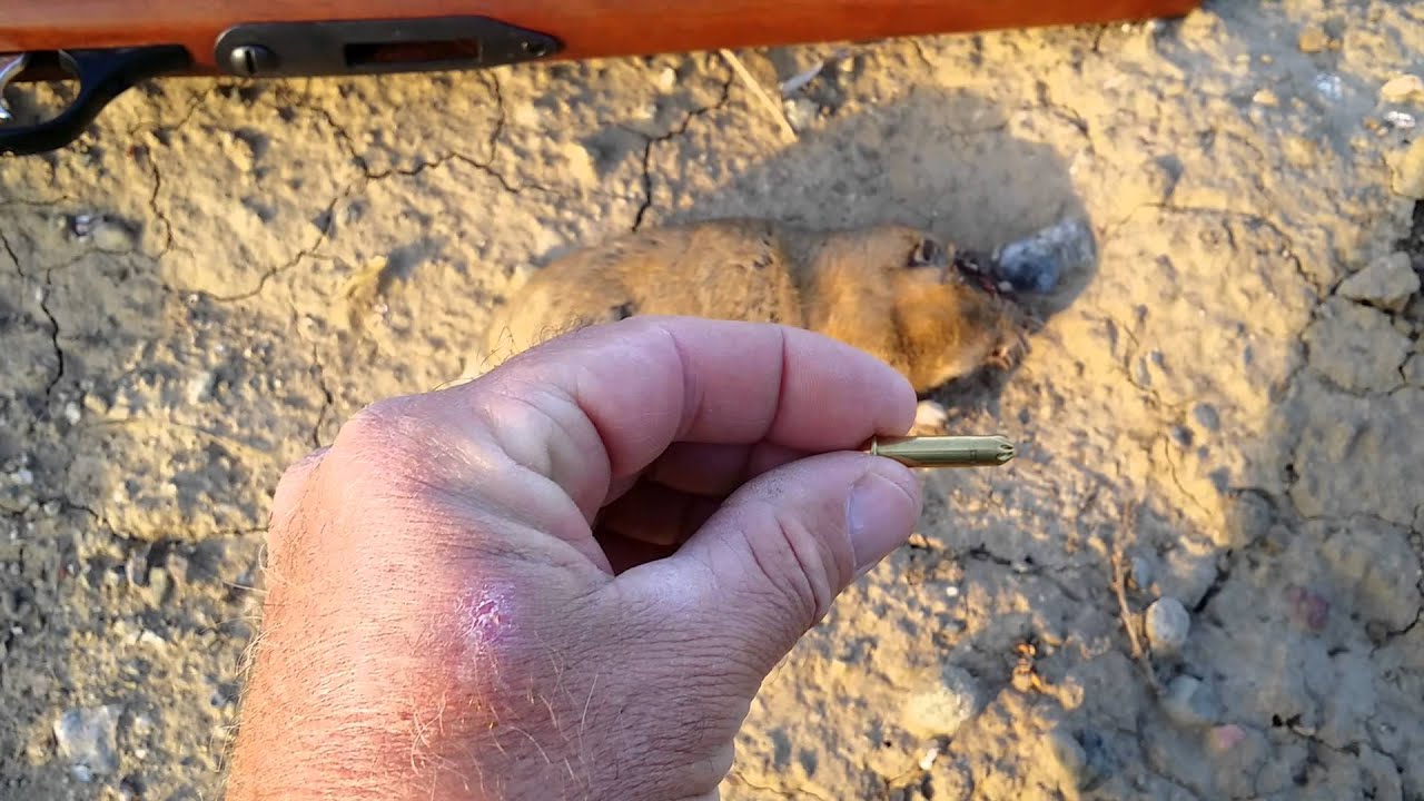 Gopher hunting - YouTube