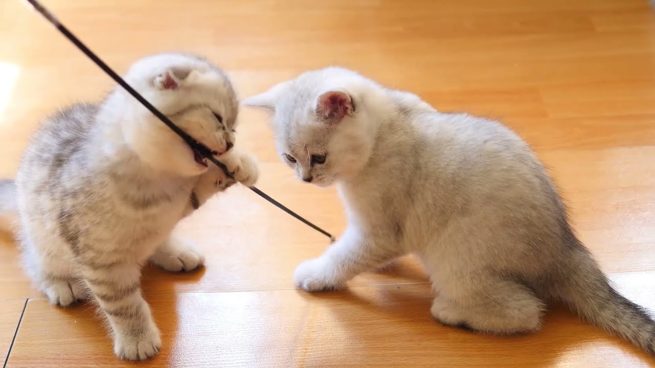 Cute Kittens Playing... Funny Kittens Video Compilation - YouTube